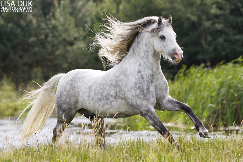 [FOTO] Een jaar vol paardenfotografie • Bokt.nl